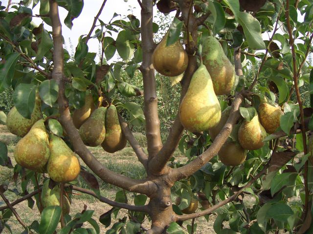 Potatura del Pero: come fare, periodo ideale e video